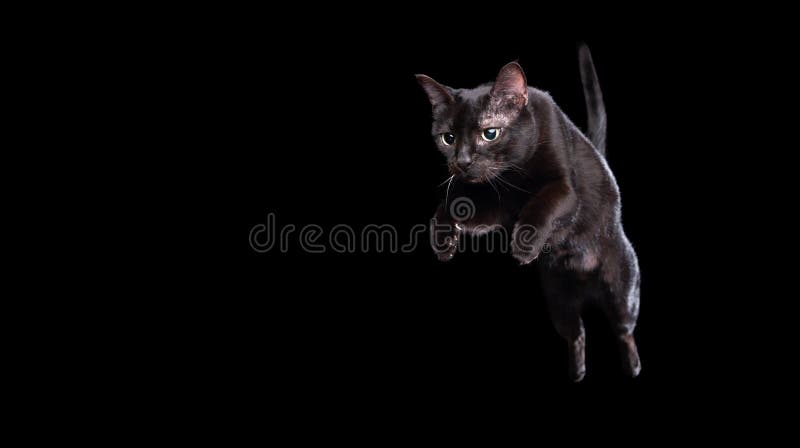 2,421 Black Cat Jump Photos - Free & Royalty-Free Stock Photos from ...