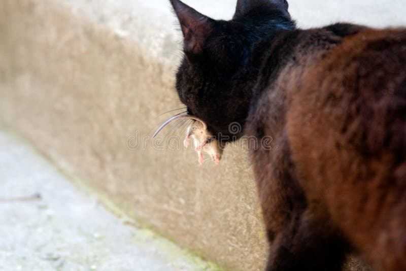 Black cat and mouse stock photo. Image of hungry, power - 85328700