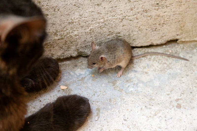 Black Cat and Mouse in a Hunter - Prey Relation Stock Image - Image of ...