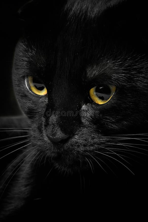 Black Cat Muzzle with Yellow Eyes, Close-up, Vertical Shot, Floating ...