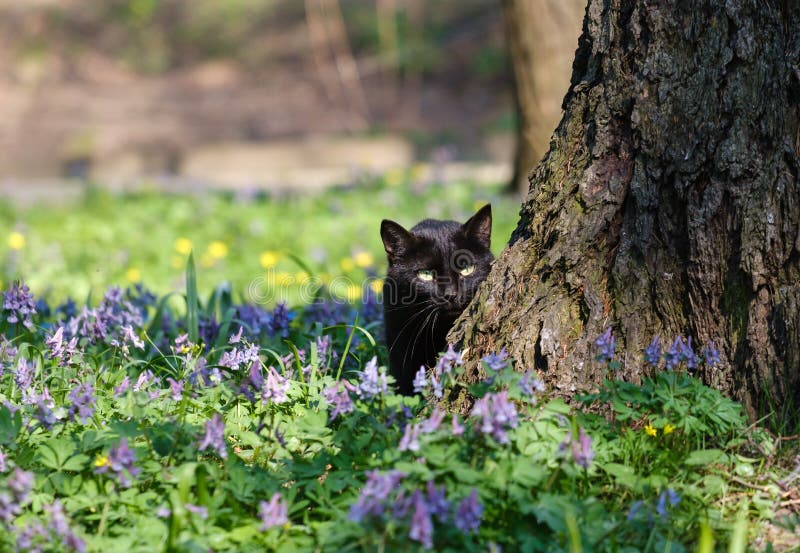 Black cat near a tree stock photo. Image of animal, tabby - 147934582