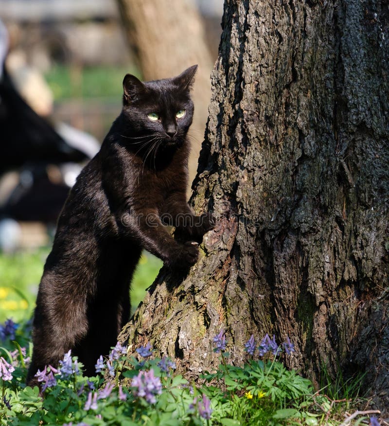 Black cat near a tree stock photo. Image of looking - 147934588
