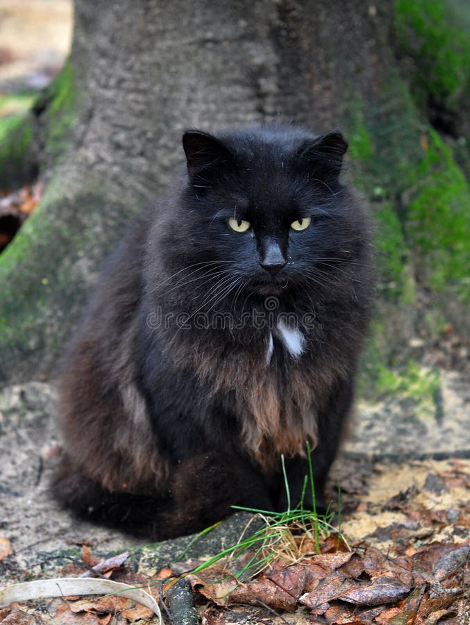 266 Black Cat Next To Tree Stock Photos - Free & Royalty-Free Stock ...