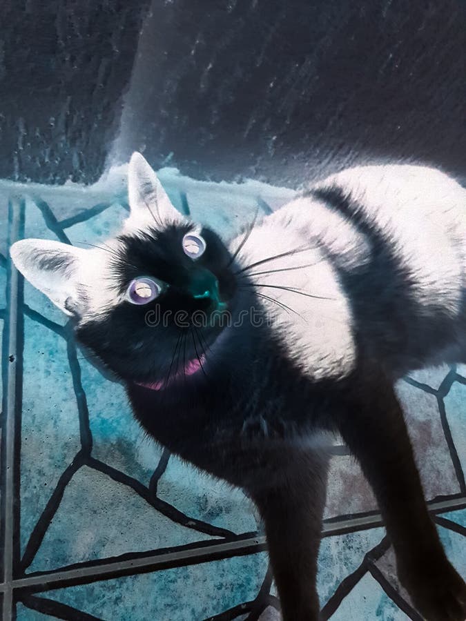 Creepy Black Cat Stock Photos - Download 1,413 Royalty Free Photos