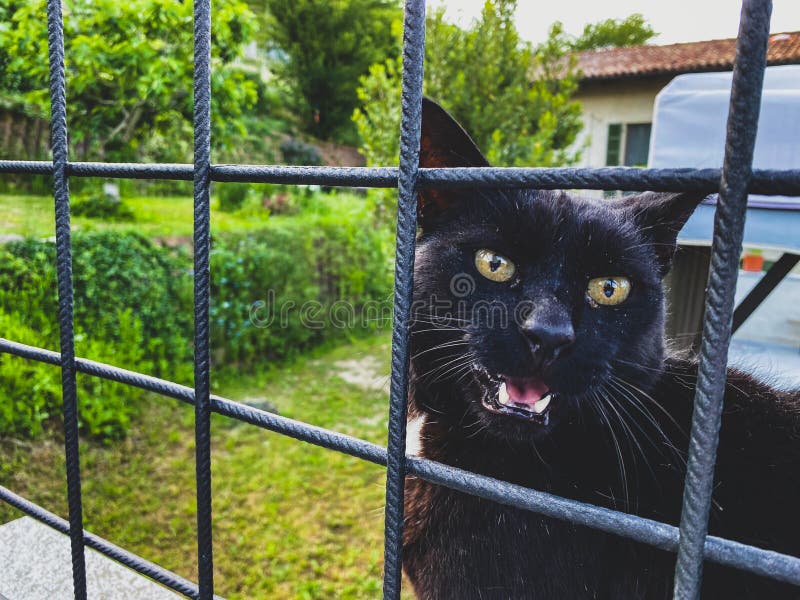 Black cat over the grate stock image. Image of cute - 252696611