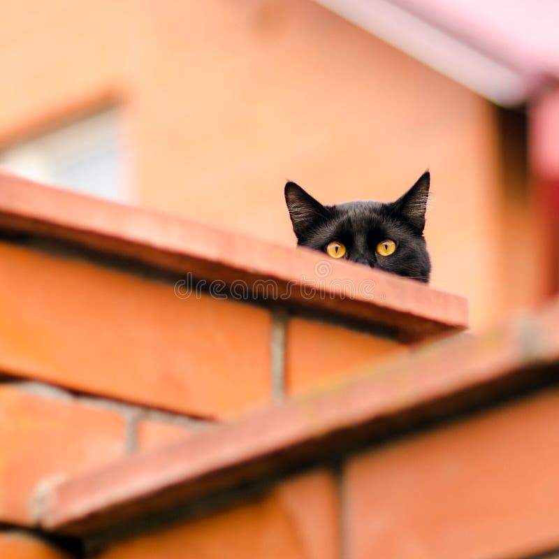 Black Cat Peeking Out from Behind the Wall Stock Image - Image of ...