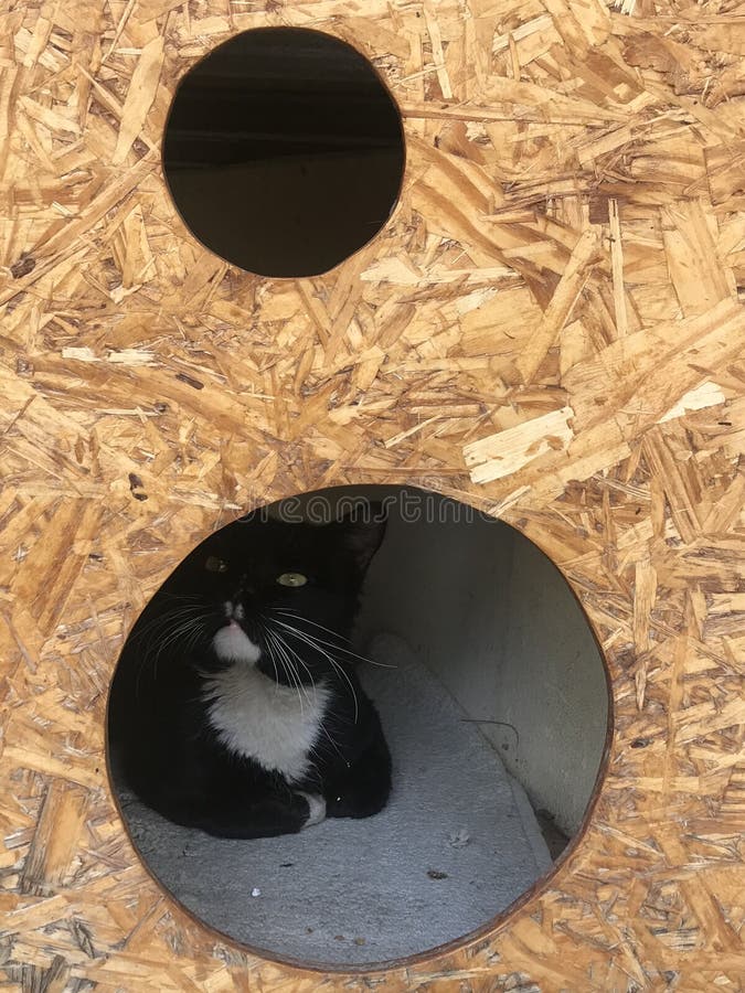 Black Cat Peeking Out from Its Den Stock Photo - Image of beautiful ...