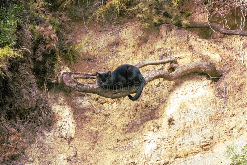 A Black Cat Perched on a Root in the Middle of Nature Stock Image ...