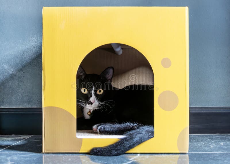 Black cat in pet booth stock photo. Image of interior - 290097862