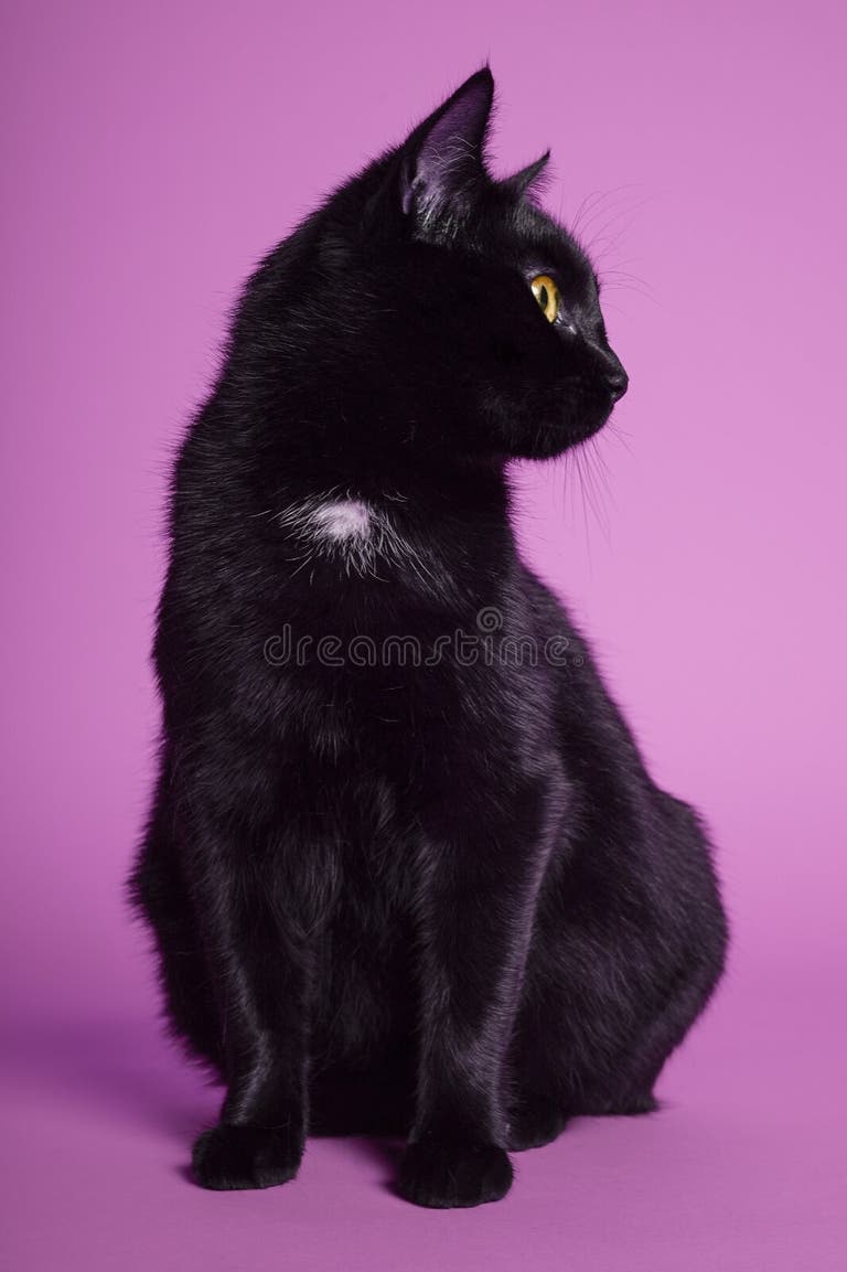 Happy Friday Cats Stock Photos - Free & Royalty-Free Stock Photos from ...