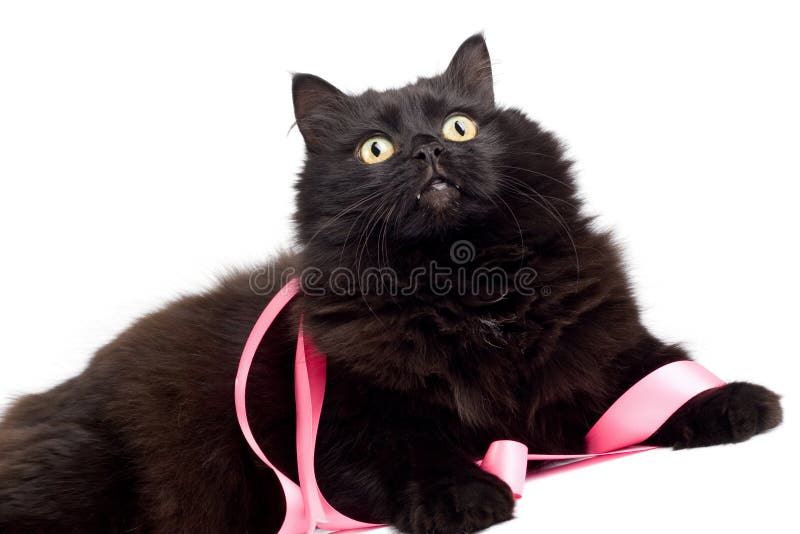 Black Cat With Pink Ribbon Isolated Stock Image - Image of hair, fluffy ...