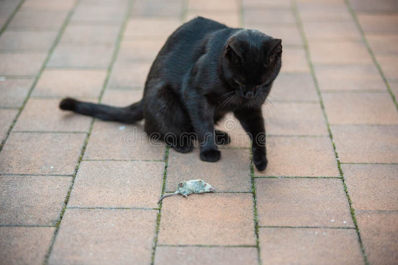 Cat with Dead Mouse on Driveway Stock Image - Image of control ...