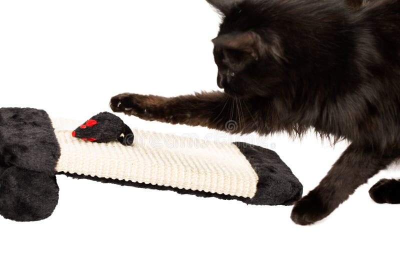 Black cat playing stock image. Image of mouse, longhair - 88663949