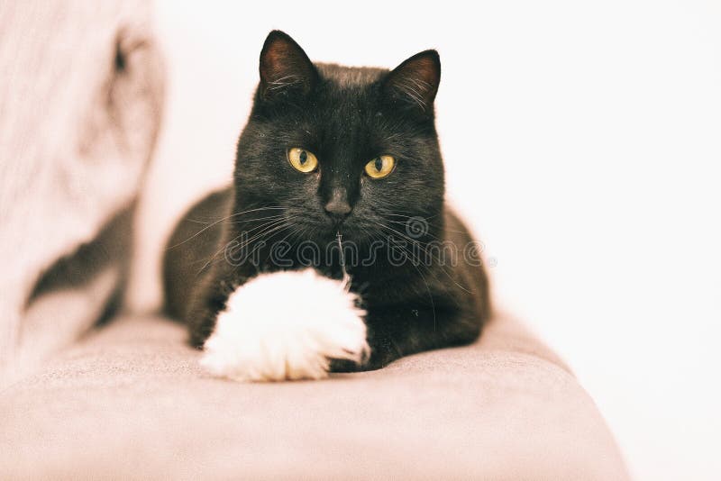 Black Cat Playing Inside the House with a White Pompom Stock Photo ...