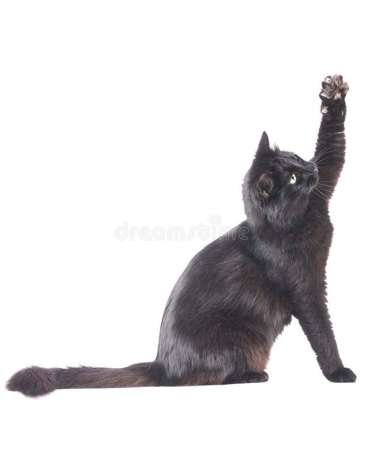 Black cat playing isolated stock image. Image of hair - 8267999