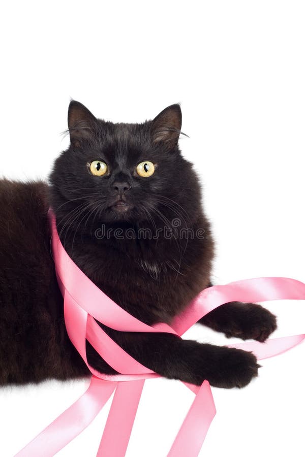 Black Cat Playing with Pink Ribbon Stock Photo - Image of pink, band ...