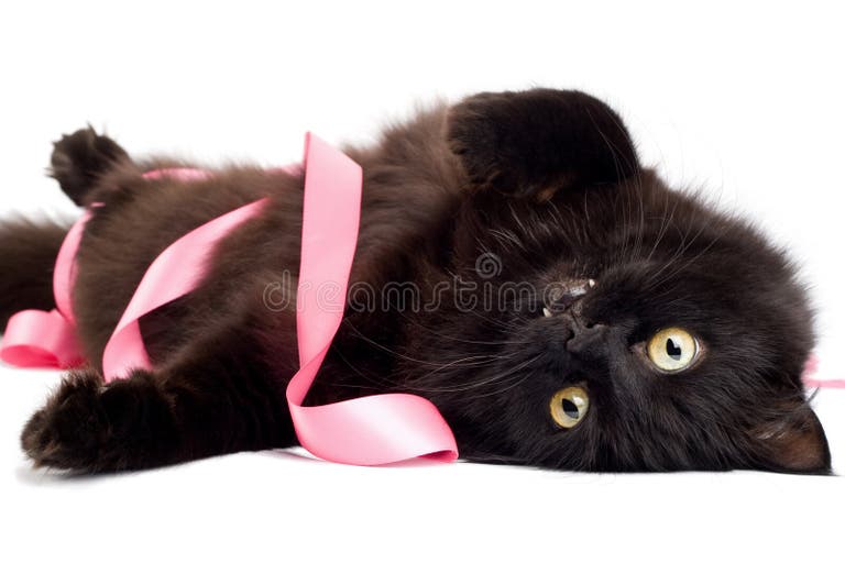 Black Cat Playing with Pink Ribbon Stock Photo - Image of pink, band ...