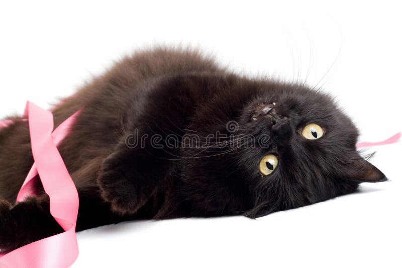 Black Cat Playing With Pink Ribbon Picture. Image: 6894003