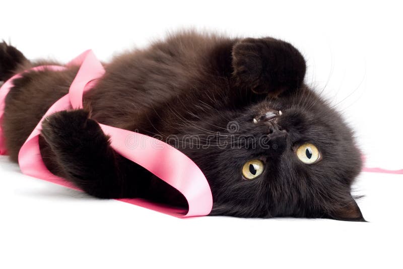 Black Cat Playing with Pink Ribbon Stock Photo - Image of pink, band ...