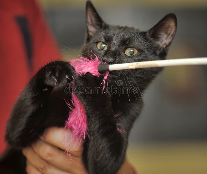 Black cat playing stock image. Image of rest, playing - 44626399