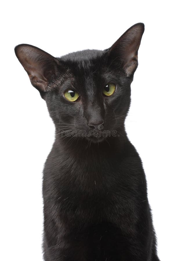 Black cat stock photo. Image of fluffy, isolated, adult - 30060268