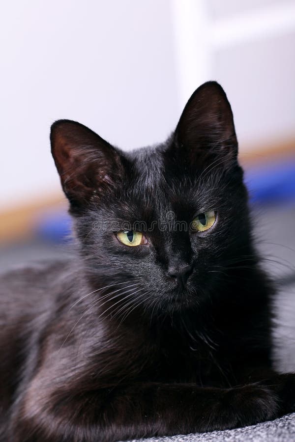 Black cat, portrait stock photo. Image of single, tomcat - 20966278