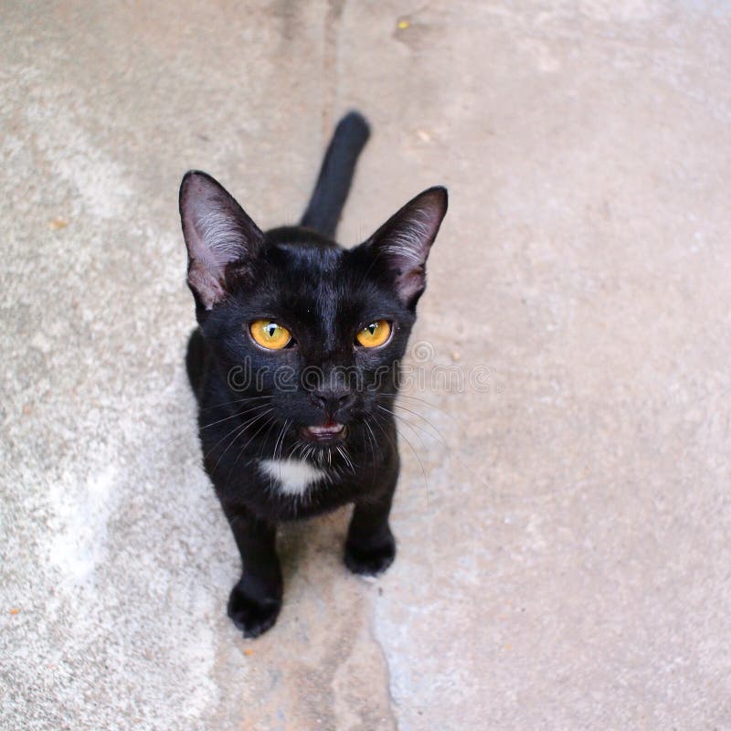 Black Cat Portrait and Looking at Camera Stock Image - Image of ...