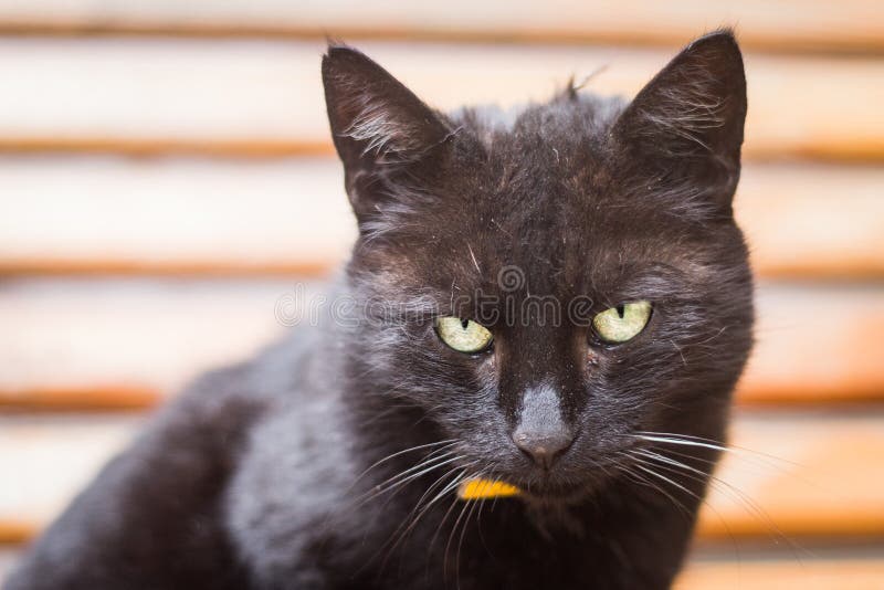 Black cat portrait stock photo. Image of head, domestic - 100442846