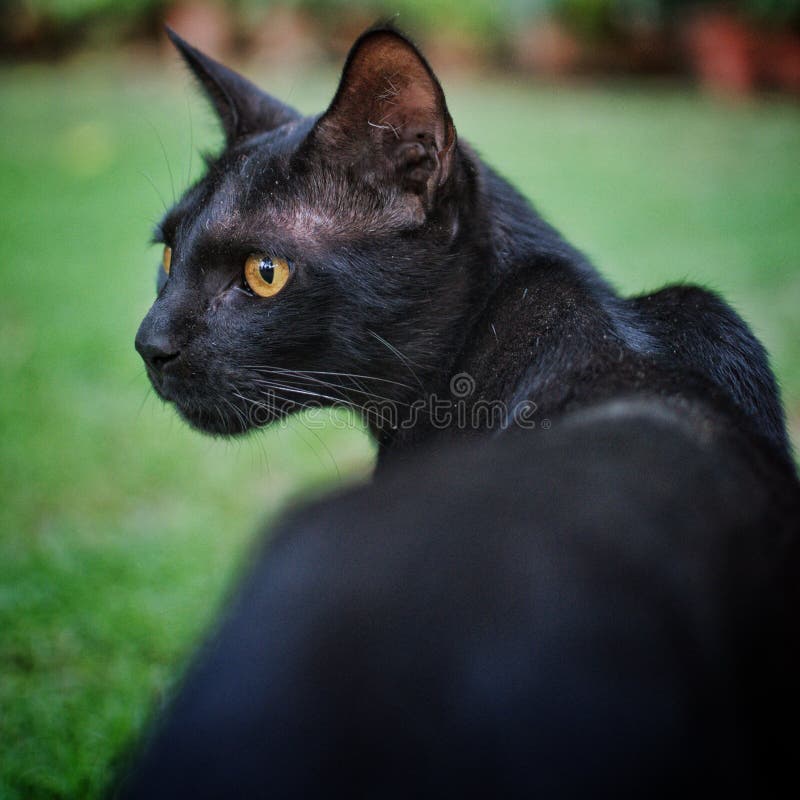 Black Cat Portrait from Rear Stock Photo - Image of mammal, animal ...