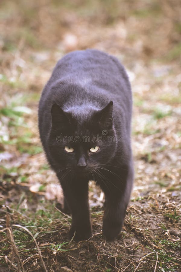 Black Cat with a Predatory Look Stock Photo - Image of open, puma ...