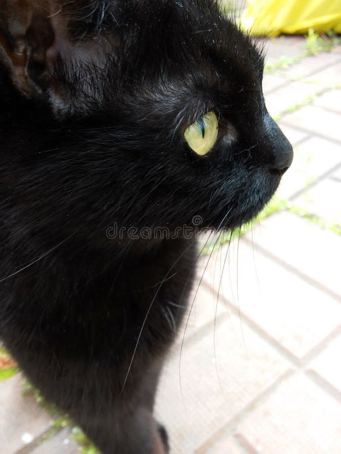 Black Cat Profile stock photo. Image of closeup, profile - 56985770