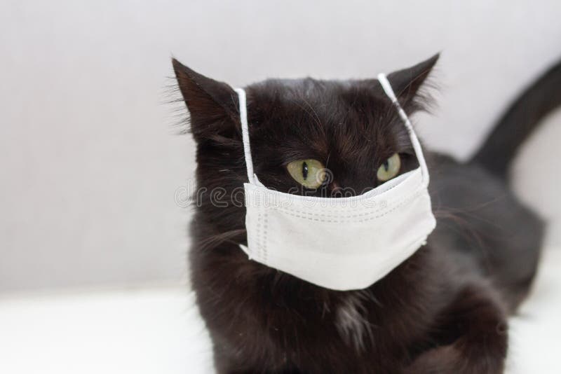 277 Airborne Cat Stock Photos - Free & Royalty-Free Stock Photos from ...