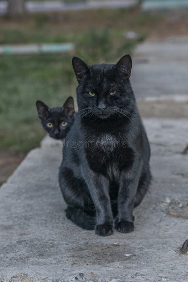 Black Cat Protects Her Black Baby Kitten Stock Image - Image of pretty ...