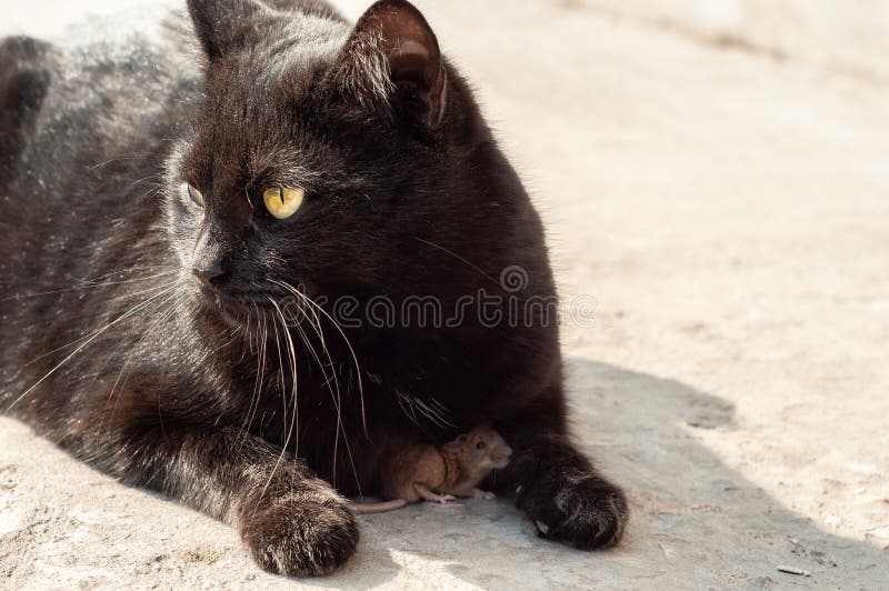 A Black Cat Protects a Small Brown Mouse. the Little Mouse Hid Under ...
