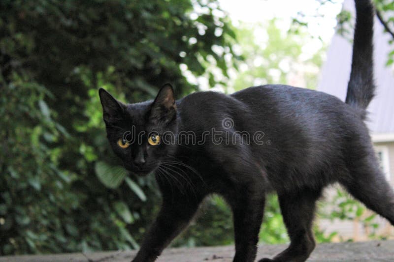 Black Cat on the Prowl in the Yard Stock Photo - Image of house ...