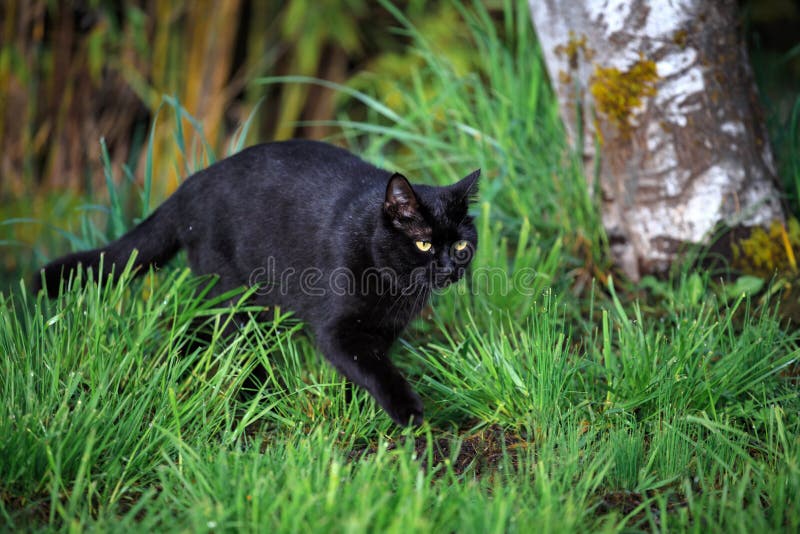 Cat on the Prowl in the Yard Stock Image - Image of grey, light: 157626391