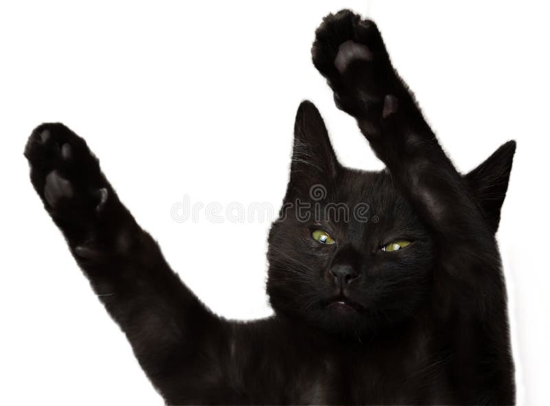 Black Cat with Raised Paws. Isolated on White Background Stock Photo ...