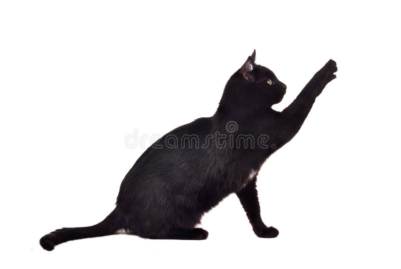 Black Panther Reaching Downward Stock Photos - Free & Royalty-Free ...