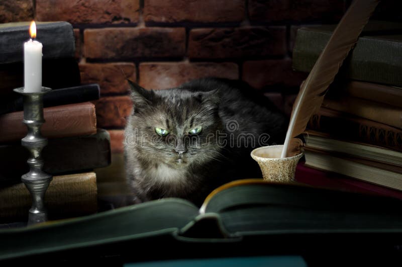 Black Cat Reading A Book