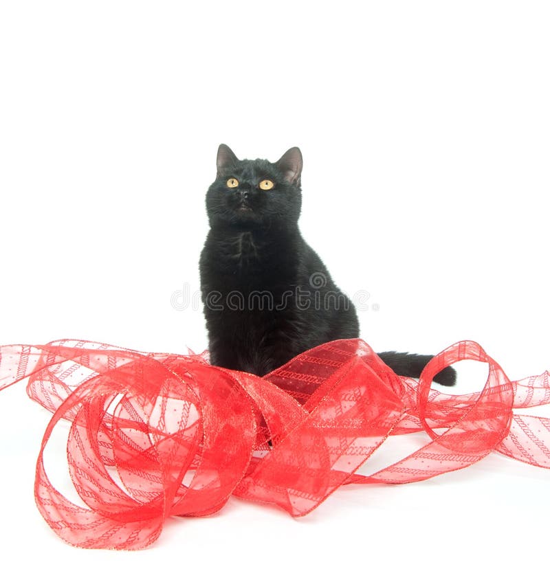 527 Black Cat Red Ribbon Stock Photos - Free & Royalty-Free Stock ...