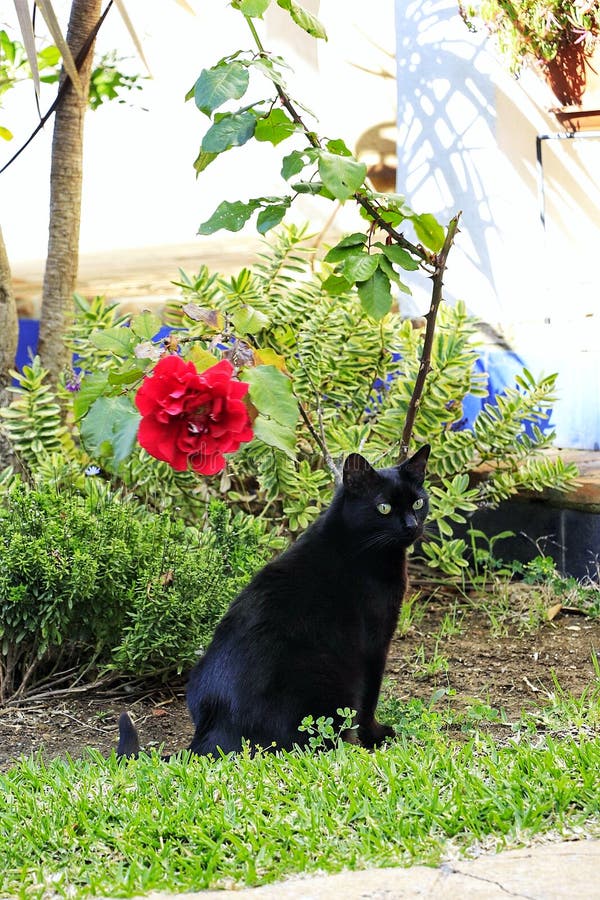 Black Cat Rose Petals Stock Photos - Free & Royalty-Free Stock Photos ...