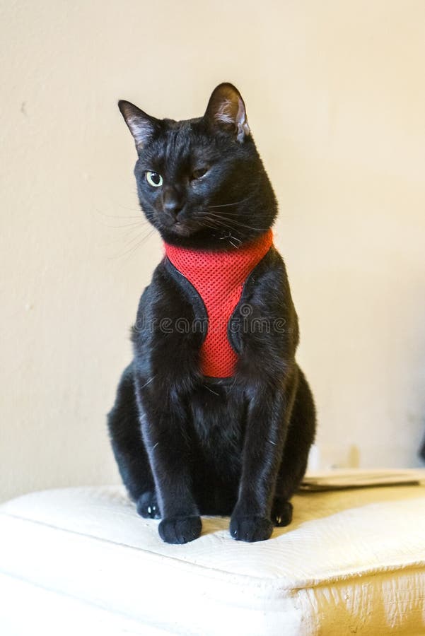 Black cat in red vest stock photo. Image of looking - 103412444