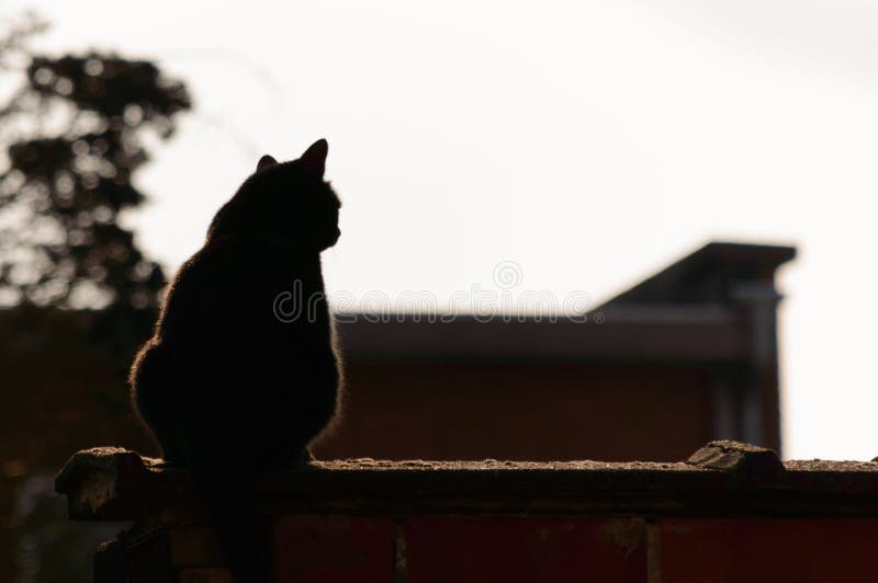 868 Cat Ledge Stock Photos - Free & Royalty-Free Stock Photos from ...