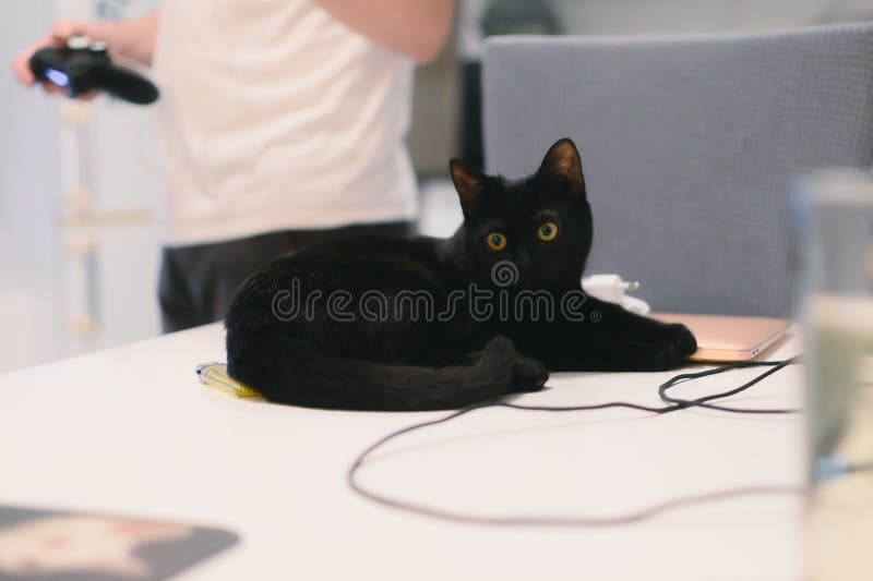 Black Cat Resting on a Desk beside Computer Gear Stock Photo - Image of ...
