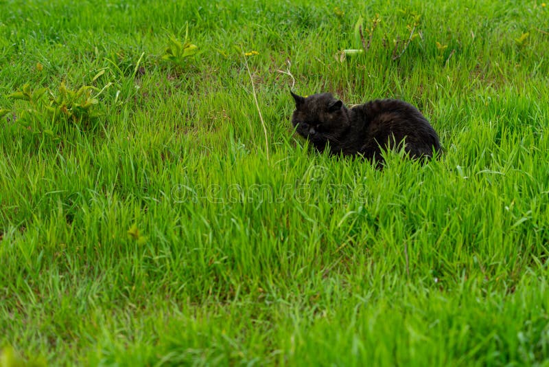 Black Cat Resting on Green Grass on a Warm Spring Day Stock Image ...