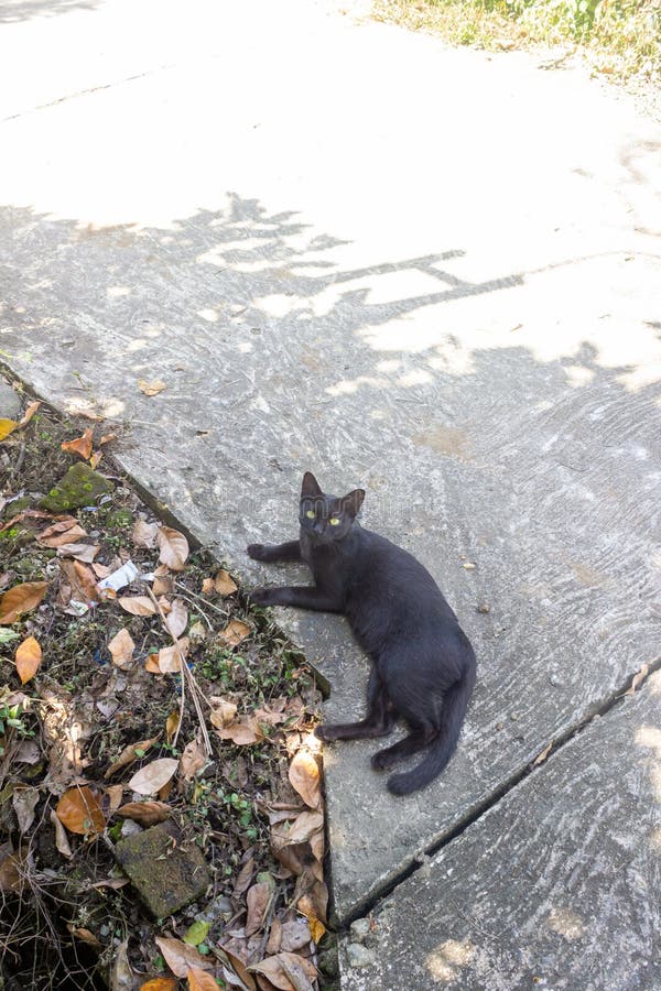 Black cat on the road stock image. Image of animal, outside - 266555105