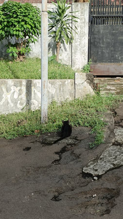 Black Cat in Road Crack Waiting Stock Image - Image of soil, waterway ...