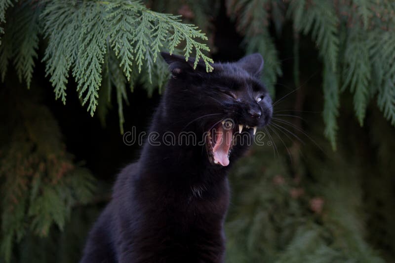 196 Roaring Kitten Stock Photos - Free & Royalty-Free Stock Photos from ...