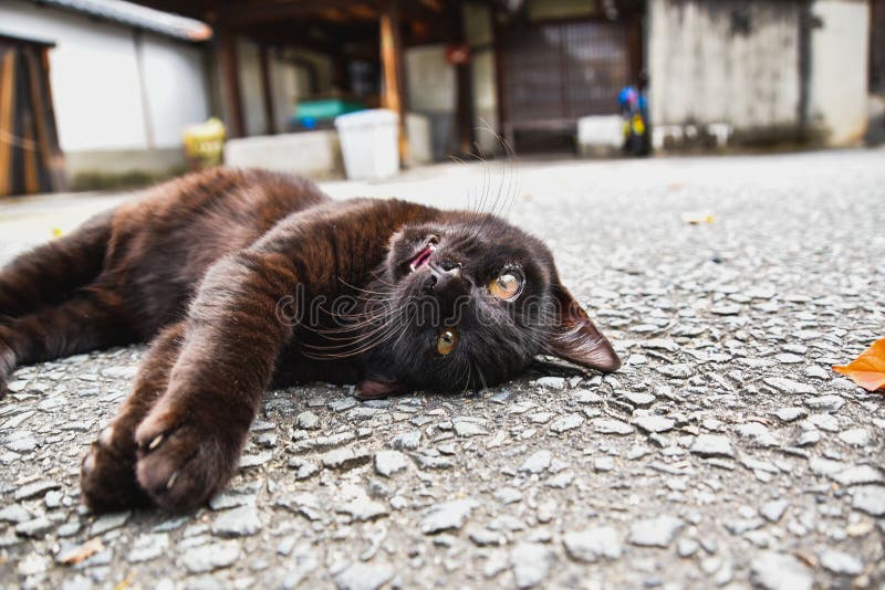 A Black Cat Rolling Around . Stock Image - Image of mammal, funny ...