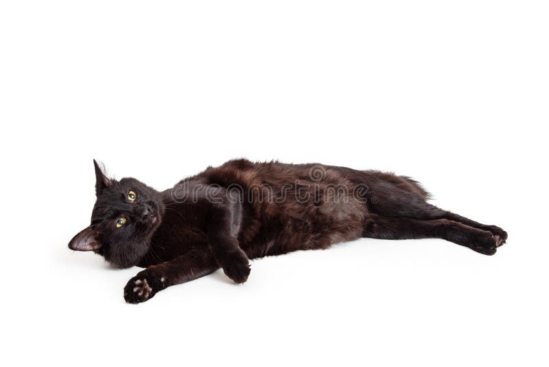 Black Cat Rolling on Side Looking Up Stock Photo - Image of side ...